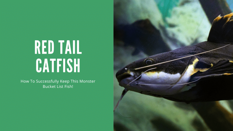 Red Tail Catfish Care Guide: The Monster Bucket List Fish Most People ...
