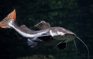 Aggressive Freshwater Fish - 15 Best (With Pictures!) - AquariumStoreDepot
