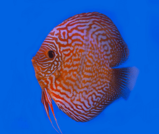 21 Types of Discus Fish: A Visual Guide to Every Major Variety
