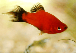 Types Of Platy Fish - 15 to try (With Pictures!) - AquariumStoreDepot