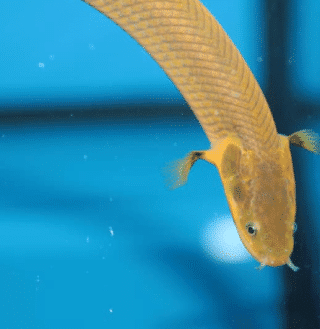 Rope Fish - A Complete Care Guide - AquariumStoreDepot