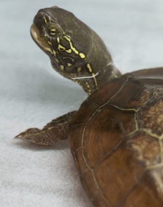 An Expert Guide to Aquatic Turtles: Types, Tank Setup, and Diet ...
