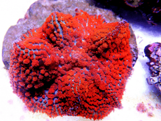 Everything You Need to Know About Mushroom Coral Care - AquariumStoreDepot