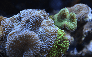 Everything You Need to Know About Mushroom Coral Care - AquariumStoreDepot