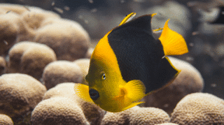 15 Aquarium Fish That Start With M (With Photos) - AquariumStoreDepot
