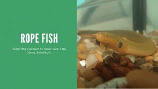 Rope Fish - A Complete Care Guide - AquariumStoreDepot