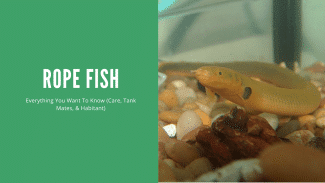 Rope Fish - A Complete Care Guide - AquariumStoreDepot