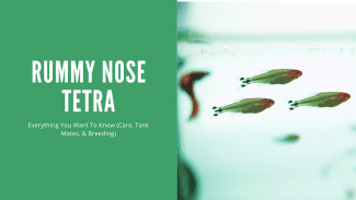 Rummy Nose Tetra - Everything you wanted to know - AquariumStoreDepot