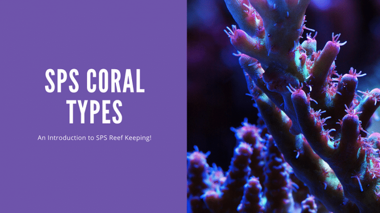 SPS Coral Types - An Intro To SPS Reefkeeping - AquariumStoreDepot