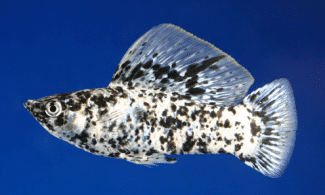 How Do Fish Mate? (And How To Get Them To Breed In Your Aquarium ...