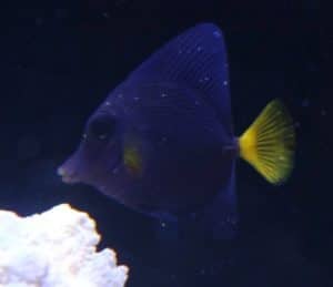 Marine Velvet – Symptoms, Treatment & Prevention Guide - AquariumStoreDepot