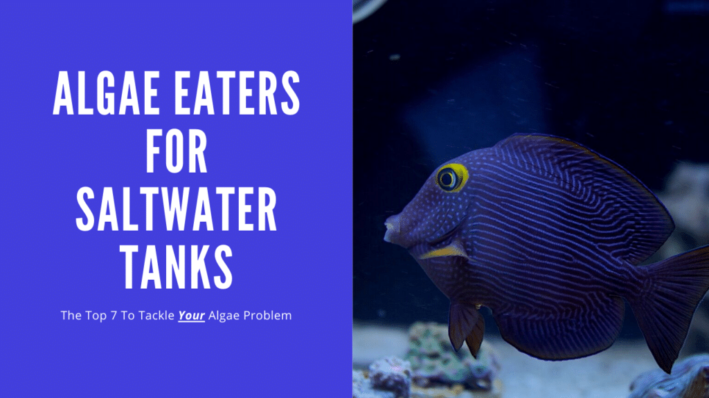 Best Saltwater Aquarium Algae Eaters at Robert Fabry blog