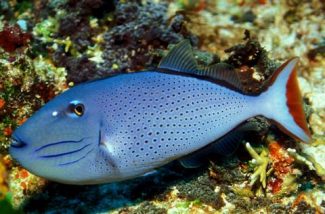 Reef Triggerfish - 8 Best For Aquariums (And 2 to Avoid ...