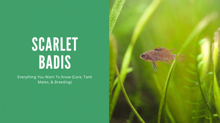 Scarlet Badis ( A Complete Care Guide) - AquariumStoreDepot