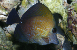 Types of Tangs - 15 Beautiful Additions To Your Aquarium ...