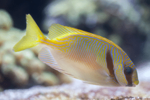 15 Aquarium Fish That Start With S (Species Reference Guide ...