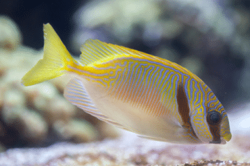 15 Aquarium Fish That Start With S (Species Reference Guide ...