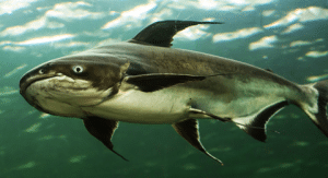 15 Aquarium Fish That Start With S (Species Reference Guide ...