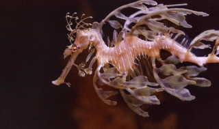 Fish That Looks Like A Dragon - Here's 21 - AquariumStoreDepot