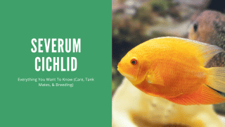 Severum Cichlid Care Guide: The Hardy Alternative to Discus ...