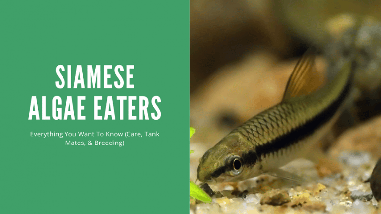 Best Algae Eaters For Freshwater Tanks - 12 Best - AquariumStoreDepot