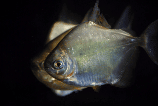 The Top 12 Dither Fish for Freshwater Tanks - AquariumStoreDepot