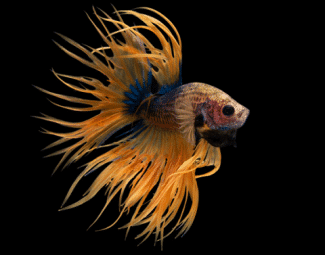 How Do Betta Fish Sleep? What I've Observed After Years of Keeping Them ...