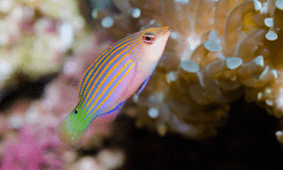 Six Line Wrasse Care - A Complete Care Guide - AquariumStoreDepot