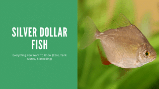 Silver Dollar Fish Care Guide: Great Schooling Fish With One Big Catch ...