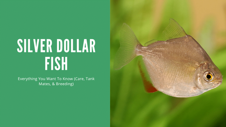 All About Silver Dollar Fish: Care, Tank Mates, Size, and More ...