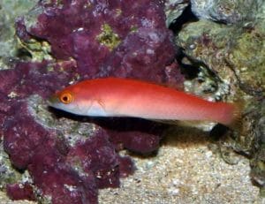 Wrasse Types - 15 Reef Safe Ones (With Pictures!) - AquariumStoreDepot