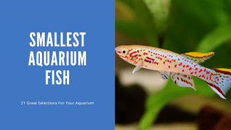 Here Are The 21 Smallest Aquarium Fish In The Aquarium Trade ...