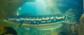 Fish With Legs: 15 Walking on the Wild Side of Underwater Life ...