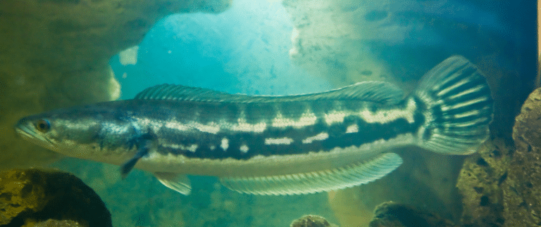 Fish With Legs: 15 Walking on the Wild Side of Underwater Life ...