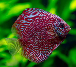 21 Types of Discus Fish: A Visual Guide to Every Major Variety ...