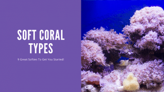 These 9 Great Soft Coral Types Looking Amazing! - AquariumStoreDepot