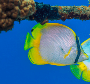 The Top 21 Types Of Butterfly Fish (With Pictures) - AquariumStoreDepot