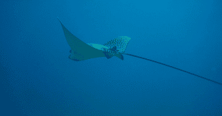 What Do Starfish Eat? (And How They Do So) - AquariumStoreDepot