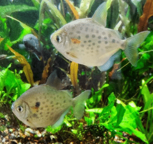 All About Silver Dollar Fish: Care, Tank Mates, Size, and More ...
