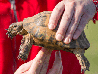 21 Types Of Tortoise Species (With Pictures) - AquariumStoreDepot