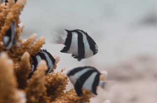 17 Fish From Finding Nemo (With Pictures) - AquariumStoreDepot