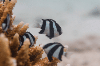 17 Fish From Finding Nemo (With Pictures) - AquariumStoreDepot