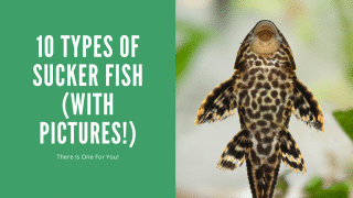 Sucker Fish Types - For Every Tank Size (10+ Included) - AquariumStoreDepot