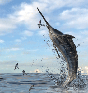 15 Fish With Big Eyes: Aquarium Species and Deep-Sea Giants ...