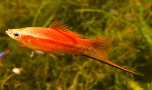 Swordtail Fish Care - A Complete Guide - AquariumStoreDepot