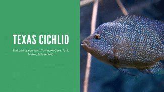 Texas Cichlid Care Guide: The Only Cichlid Native to the United States ...