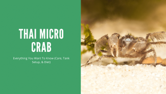 Thai Micro Crab - A Complete Guide - AquariumStoreDepot