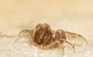 Freshwater Crabs - 15 Great Selections (With Pictures) - AquariumStoreDepot