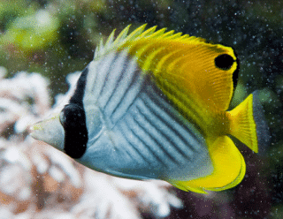 The Top 21 Types Of Butterfly Fish (With Pictures) - AquariumStoreDepot
