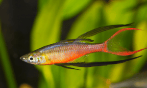 Threadfin Rainbow - A Complete Care Guide - AquariumStoreDepot